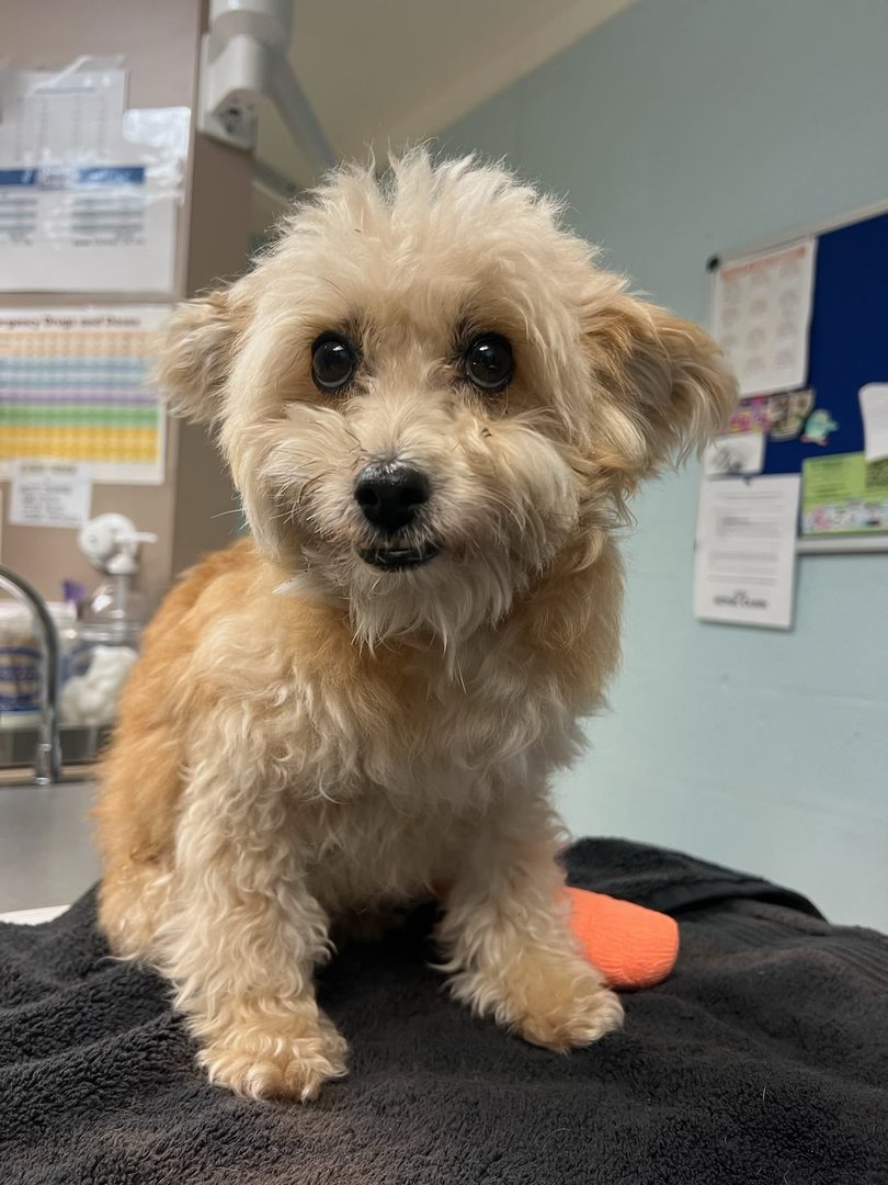 The Sanctuary at Haafsville - Adopt Dogs